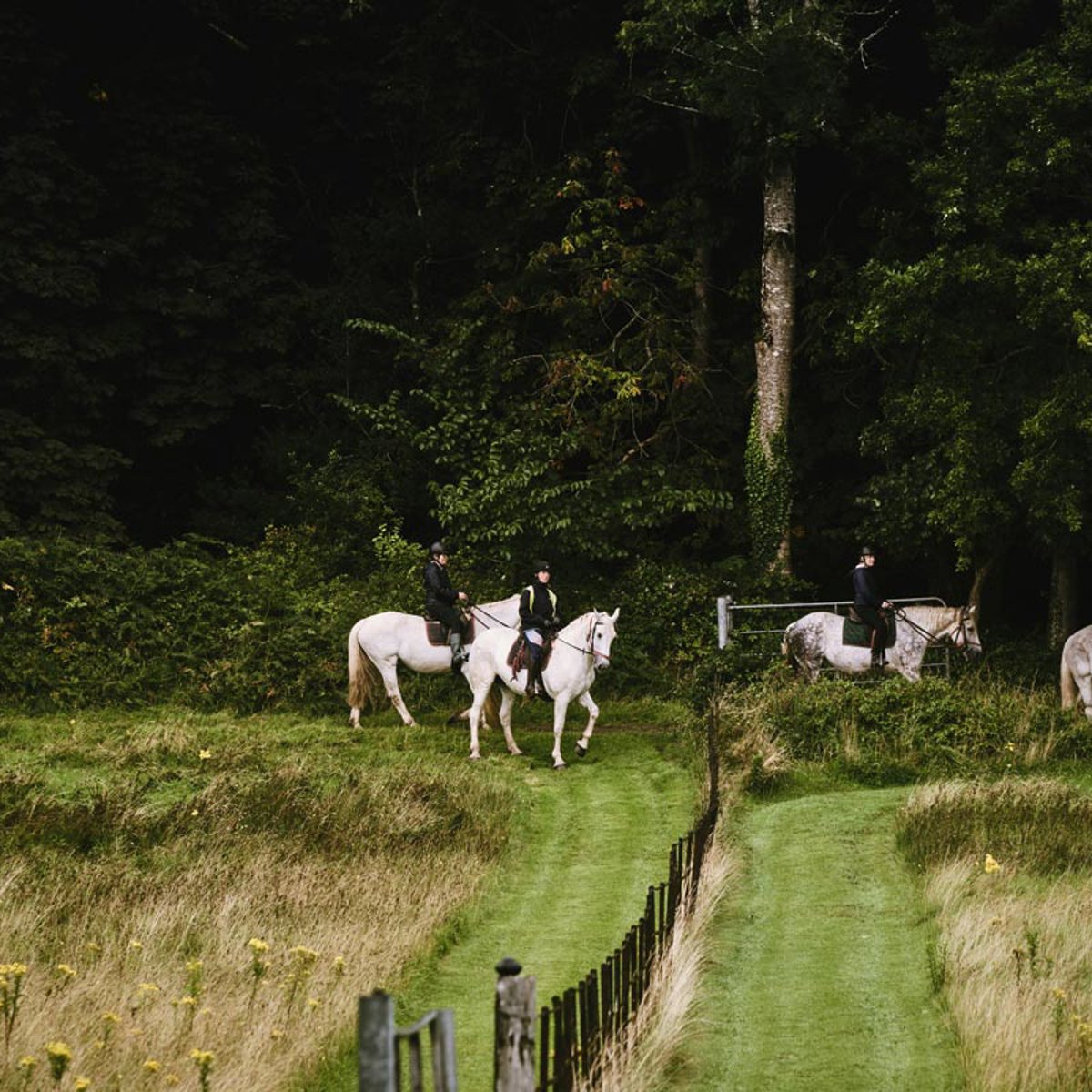 Derryham Stables | What's On in Cavan | Virginia Park Lodge